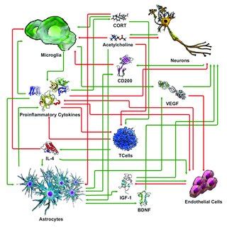 Simple Neuroimmune Signaling Network Connections With Green Arrow Download Scientific