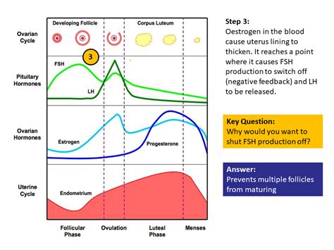 Reproduction A Complete Set Of Resources For Edexcel Igcse Biology