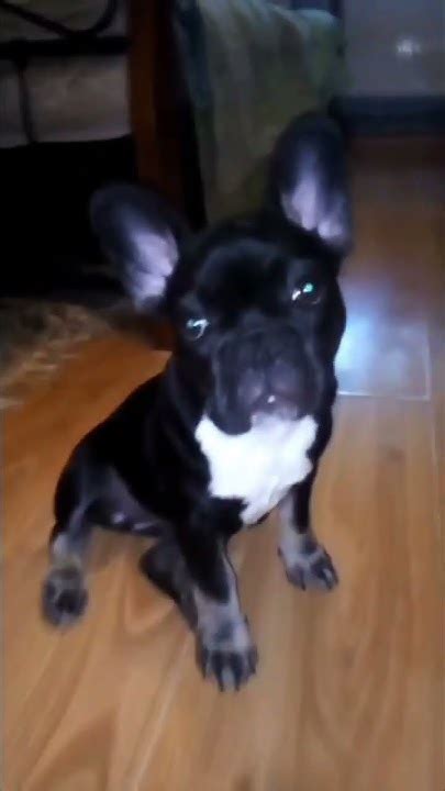 бульдожка Youtube