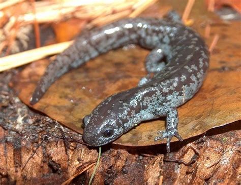 Long Tailed Clawed Salamander Life Expectancy