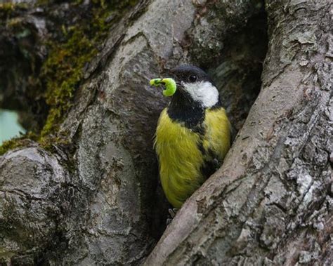 Blue Tit Or Great Tit What Are The Differences Birdfact