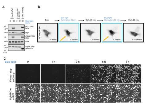 Video Spatiotemporal Control Of Protein Activity Through Optogenetic
