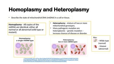 Mitochondrial Dna Inheritance Ppt12pptx