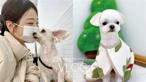 Vlog 사랑을 주고받는 직업 💞 애견미용사 일상 브이로그 Youtube
