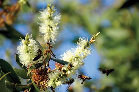 M T Ong Hoa Tr M Vhoney Mua U Chu N Ch T L Ng Gi Bao Nhi U C T T Kh Ng