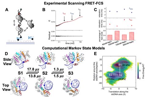 研究人员揭示糖基化酶alkd找寻和识别靶标的机制 字节点击