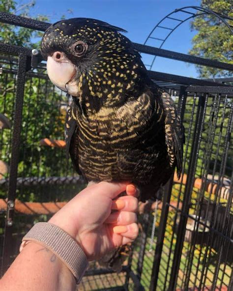 Black Palm Cockatoo Aladdin Forestry Parrot Breeder