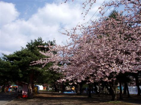 北の国ひまわり 合浦公園桜祭り