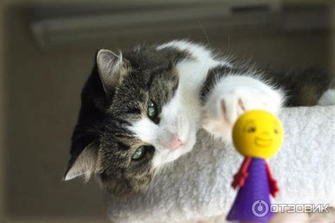 Отзыв о Интерактивная игрушка для кошек Papillon Прыгающий мячик Занятная прыгающая куколка