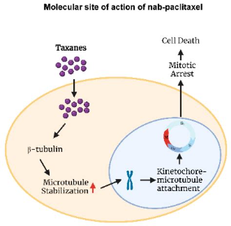 Nab Paclitaxel Un Tratamiento Contra El Cáncer Doctor Online