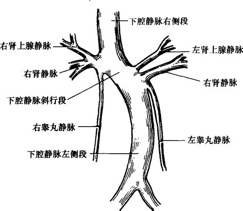 左下腔静脉 外科解剖学 医学