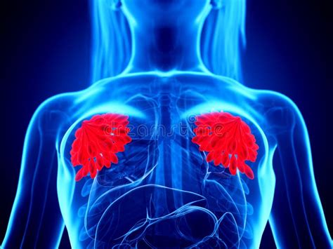A Womans Mammary Glands Stock Illustration Illustration Of Woman 144321584