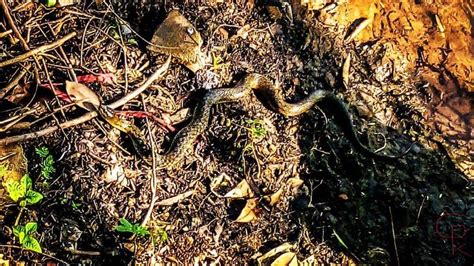 A Unique Sample Of Biodiversity