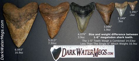 Megalodon Size Comparison Tooth Megalodon Size Comparison Tooth
