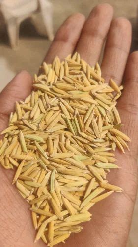 Pb 1718 Paddy Seed For Agriculture Packaging Size 10kg At Rs 85 Kg In Vidisha