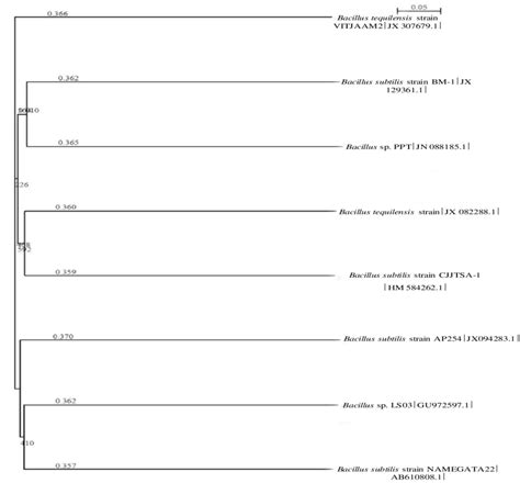 Neighbor Joining Tree Constructed In Clustal X Showing Phylogenetic Download Scientific Diagram