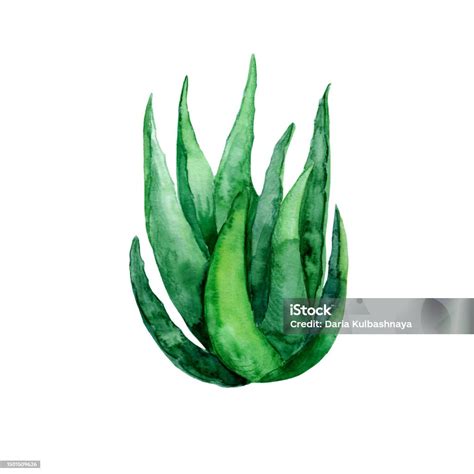알로에 베라 식물의 수채화 그림 손으로 그린 스티커 지문 포장지 의약품 포장 보습제 또는 허브 화장품 샴푸 젤 건강관리와 의술에 대한 스톡 벡터 아트 및 기타 이미지