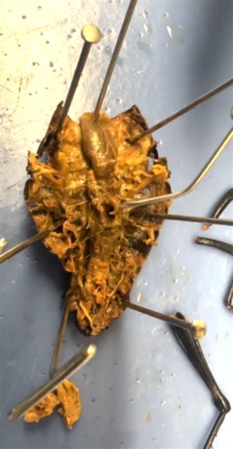 Grasshopper Dissection Diagram Quizlet