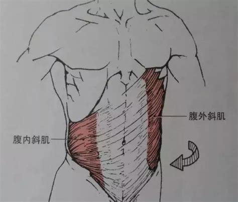 一条肌肉学一天——腹内斜肌位置图 健身吧