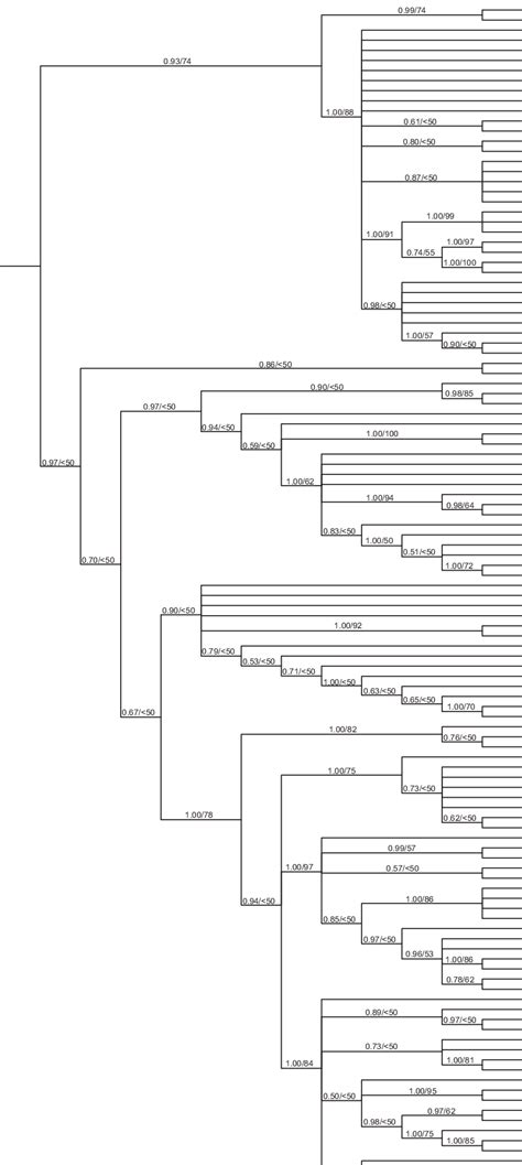 Fig S1 Bayesian Inference Phylogeny Of The Its Dataset Posterior