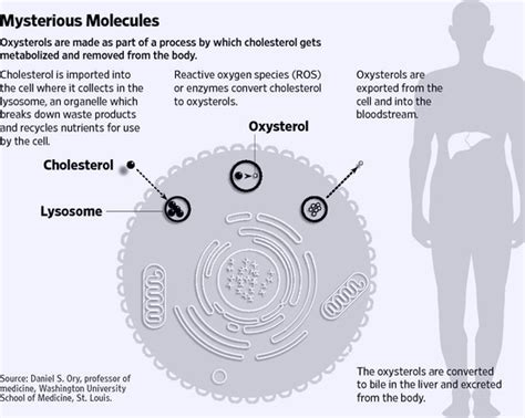Oxysterols Linked To Various Diseases Wsj