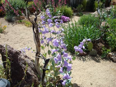 Growing In The Sierra Nevada Rain Shadow Page 7