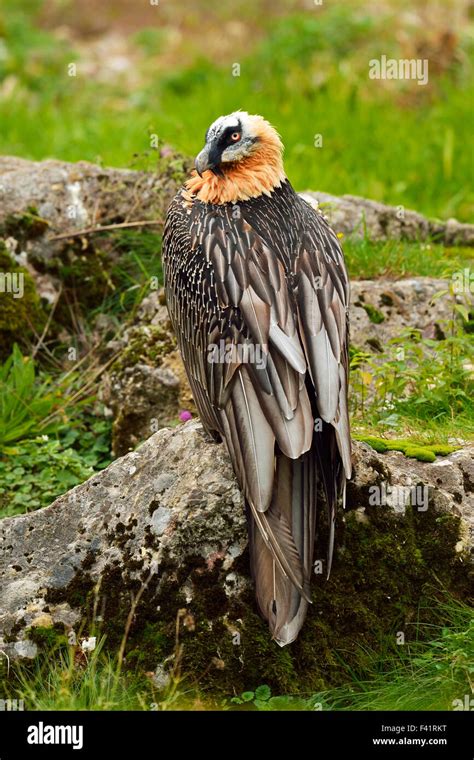 Bearded Vulture Or Lammergeier Gypaetus Barbatus Standing On A Rock