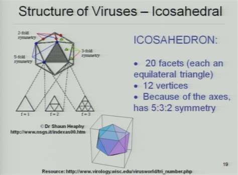 Lecture 2 Virus Structure And Classification Flashcards Quizlet