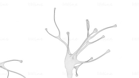 Nerve Cell Anatomy In Details Neuron 3d Model
