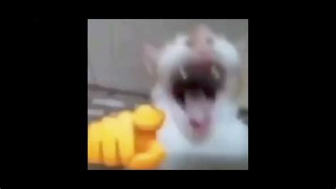 Кот кринжует с тебя Youtube