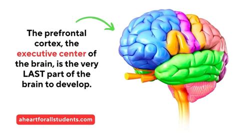 Executive Function And Healthy Expectations Of Behavior A Heart For