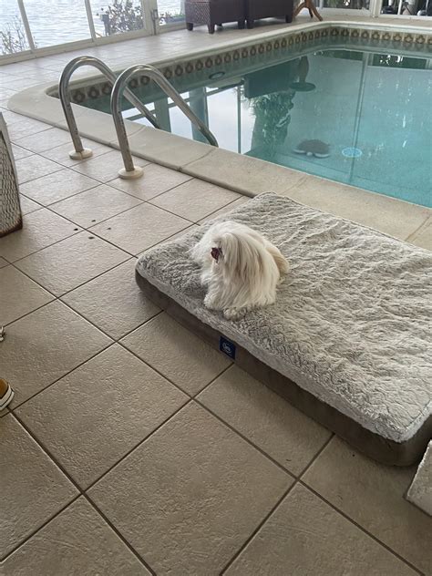 Little Bean Scrolller