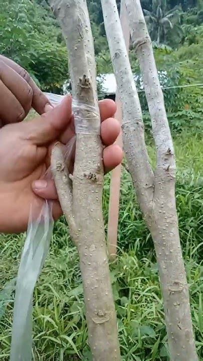 How To Marcotting Treesatisfying Youtube