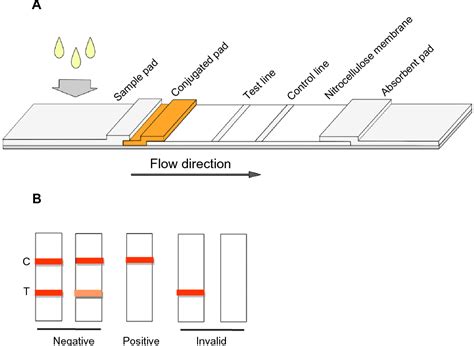 35 Lateral Flow Test 