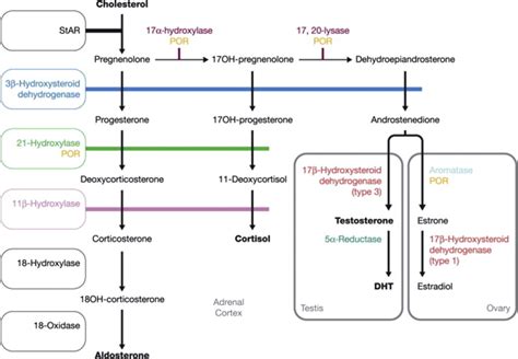Approach To The Infant With A Suspected Disorder Of Sex Development