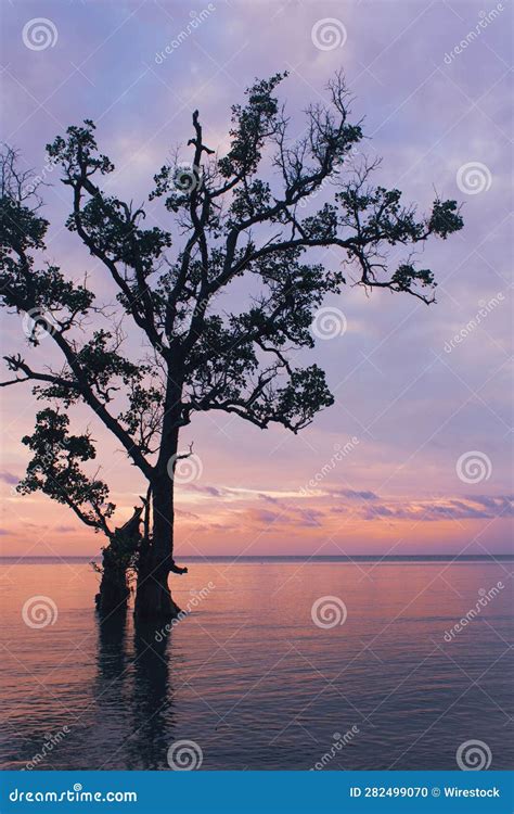 Tree Growing In Water At Sunset Stock Photo Image Of Illuminated Single 282499070
