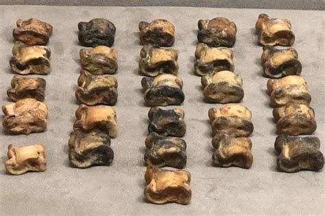 ХҮННҮГИЙН ШАГАЙ ТОГЛООМ ·