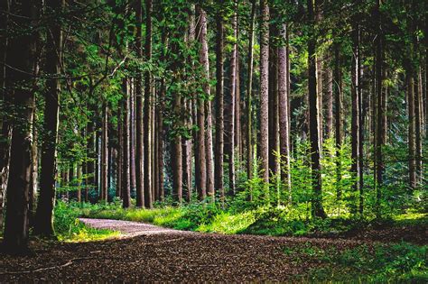 Wald Lichtung Natur Kostenloses Foto Auf Pixabay Pixabay