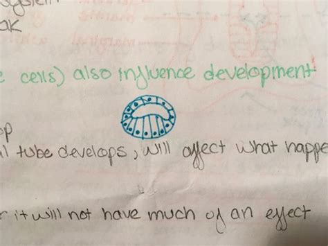 Neuro Flashcards Quizlet