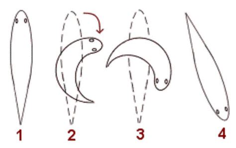 The Mauthner Cell And The C Start · This Week In Learning