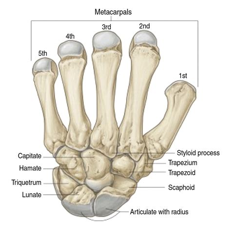 Scaphoid Fracture Zones At Tamara Wilson Blog
