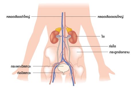 ระบบขับถ่าย Trueplookpanya