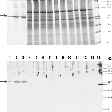 Chemical Structures Of The Commercially HPPD Inhibiting Based Download Scientific Diagram