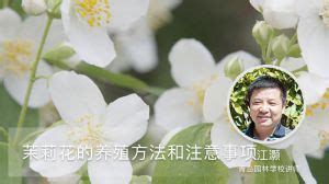 茉莉花花期 花百科