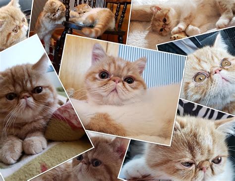 Toe Beans Cat Cafe Linkedin
