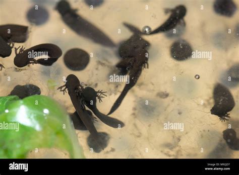 External Gills Hi Res Stock Photography And Images Alamy