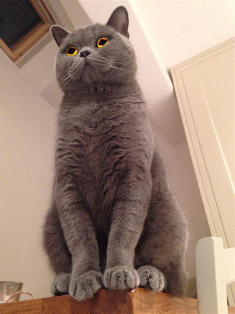 Everybody Loves Hypnocat  On Imgur