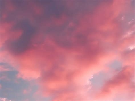 Beef And Dairy Cattle Gestation And Calving Date Calculator Livestock