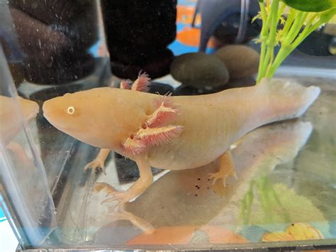 Gouden Axolotl Axolotl Mexicaans Salamander Portret Onderwater