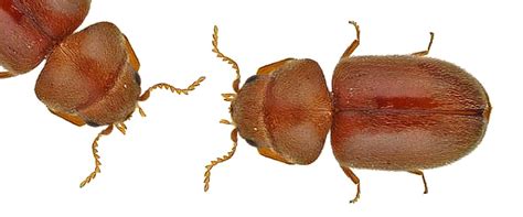 Gorgojo Del Tabaco Control De Plagas Comunidad De Madrid Bichos